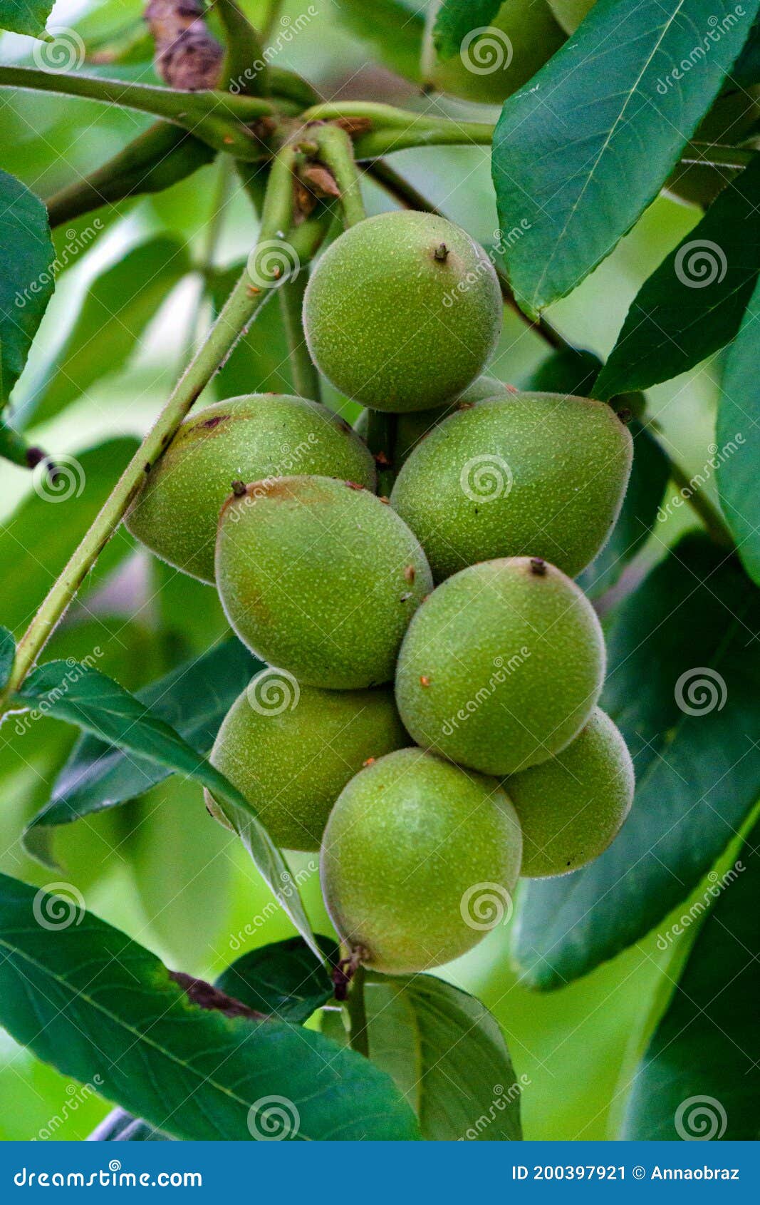 Green Young Fruits of a Walnut in a Green Shell on a Tree Stock Image ...