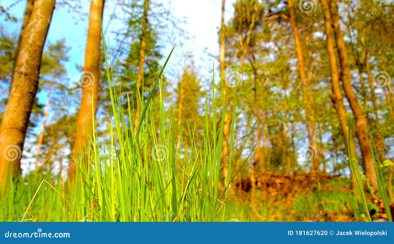 Green Young Grass in the Forest in Spring, Tall Trees Stock Photo ...
