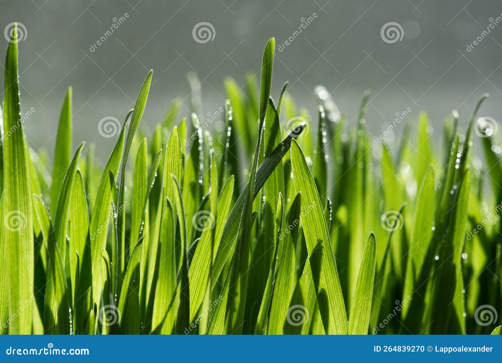 Green Young Grass in the Rain Stock Photo - Image of nature, drop ...