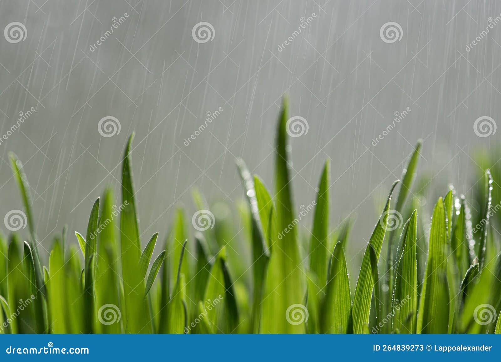 Green Young Grass in the Rain Stock Image - Image of season ...