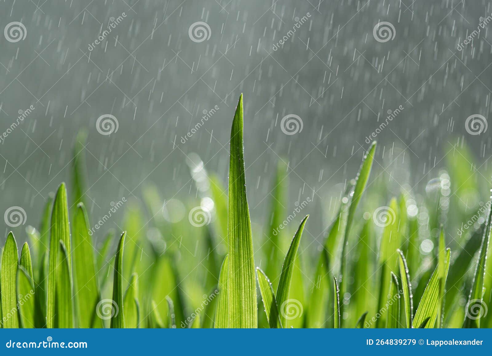 Green Young Grass in the Rain Stock Image - Image of springtime, summer ...