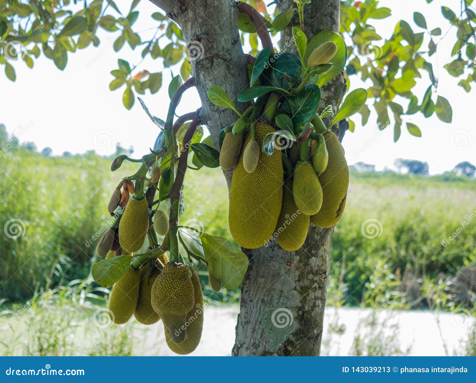 Green Young Jackfruits Growing on Tree in Garden Stock Image - Image of ...