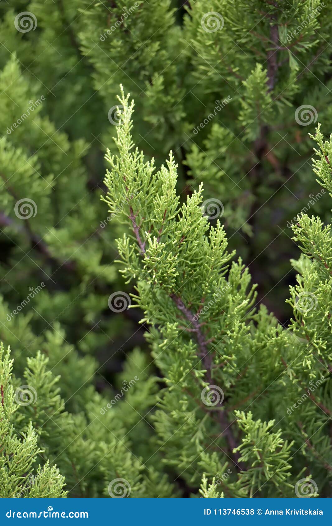 Green Young Juniper Branches Stock Photo - Image of beautiful, botany ...