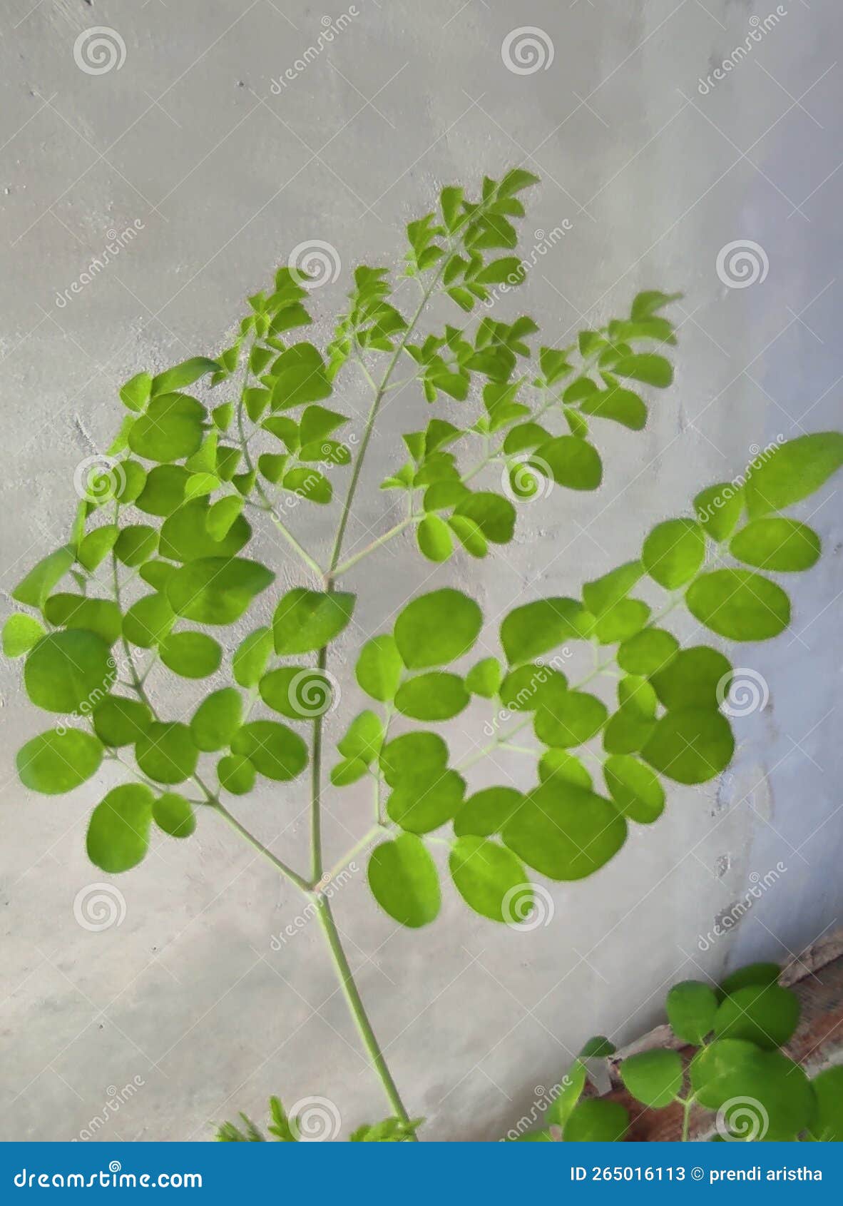 Green Young Kelor Leaf & X28;Moringa Oleifera & X29; Stock Image ...