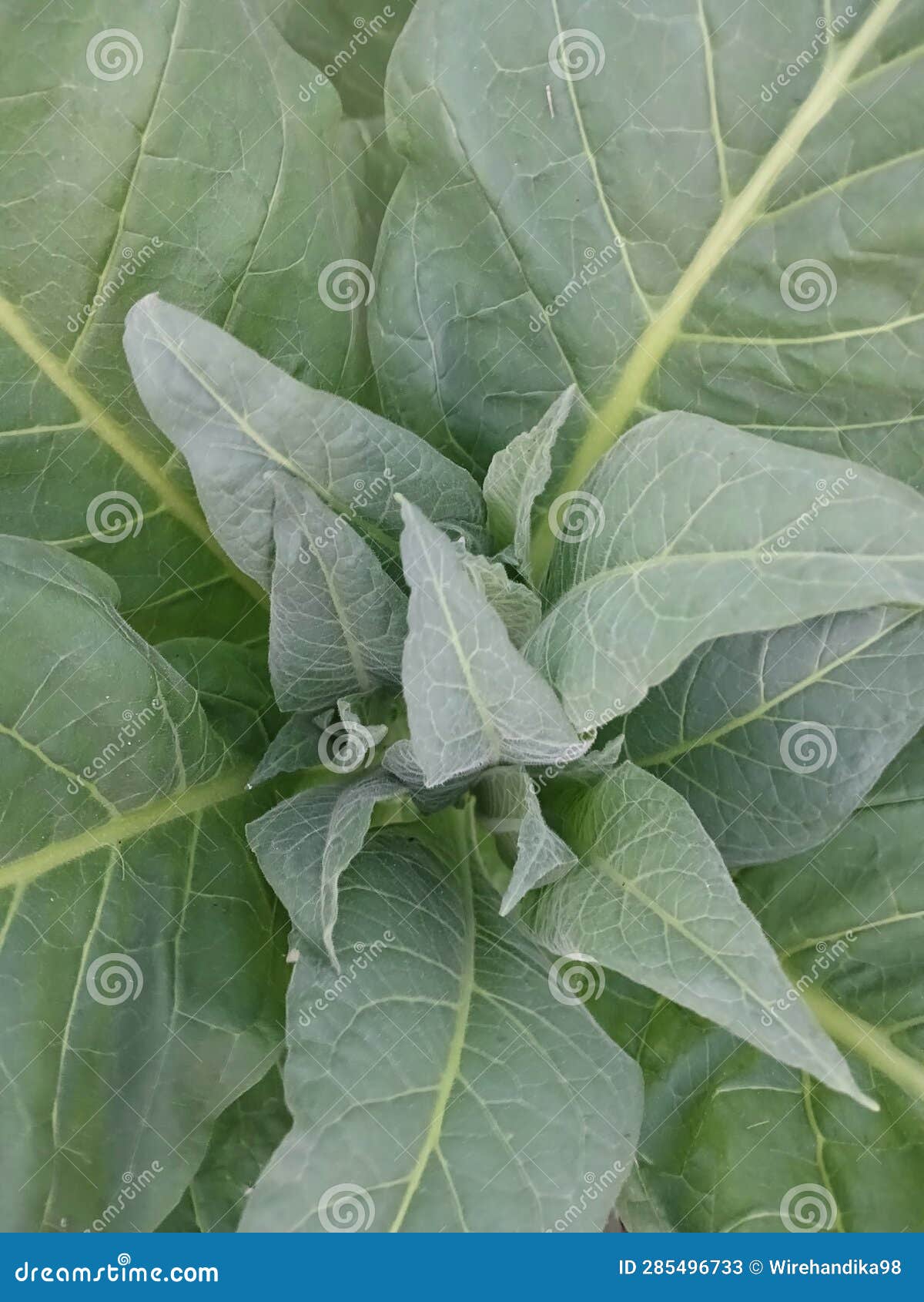 Green Young Leaf of Tabbaco in Sumer Stock Image - Image of sumer ...