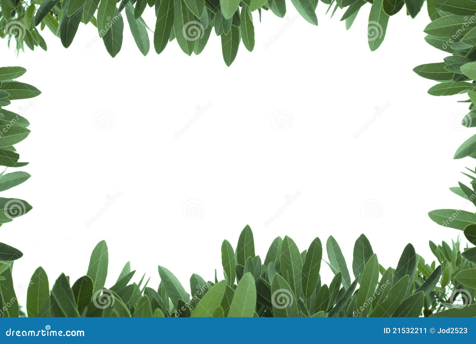 Green Young Leaves Border on White Background Stock Image - Image of ...
