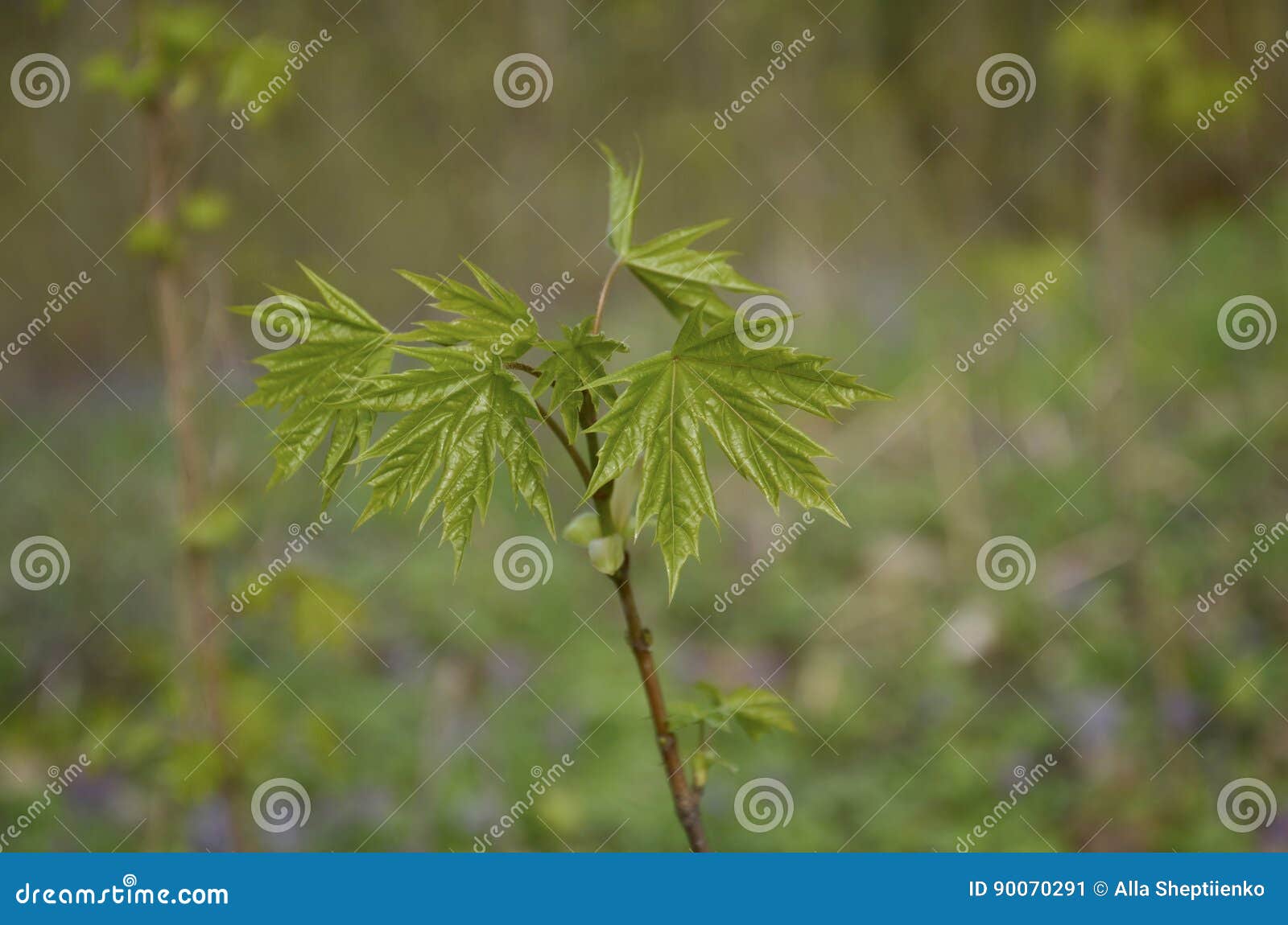 Green Young Leaves and Buds on a Branch of a Maple Tree Stock Image ...
