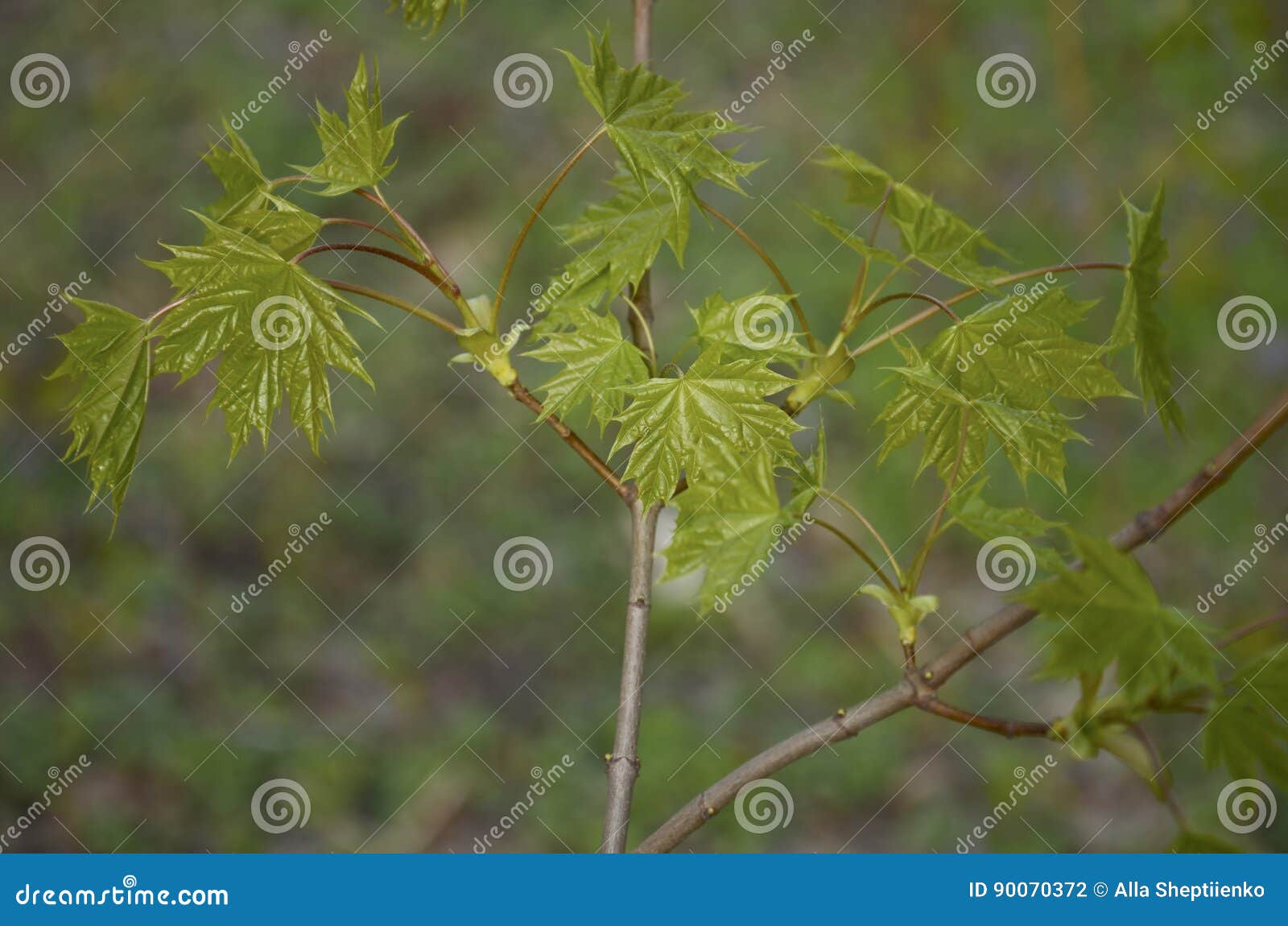 Green Young Leaves and Buds on a Branch of a Maple Tree Stock Photo ...