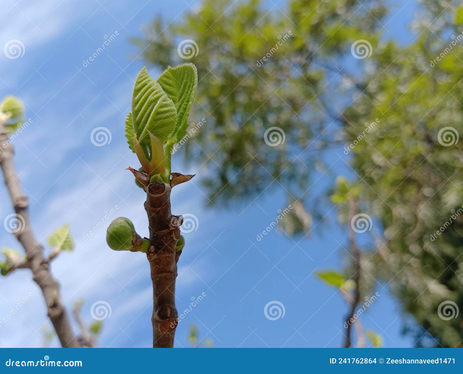 Green Young Leaves of Fig Tree Growing in the Garden. Stock Photo ...