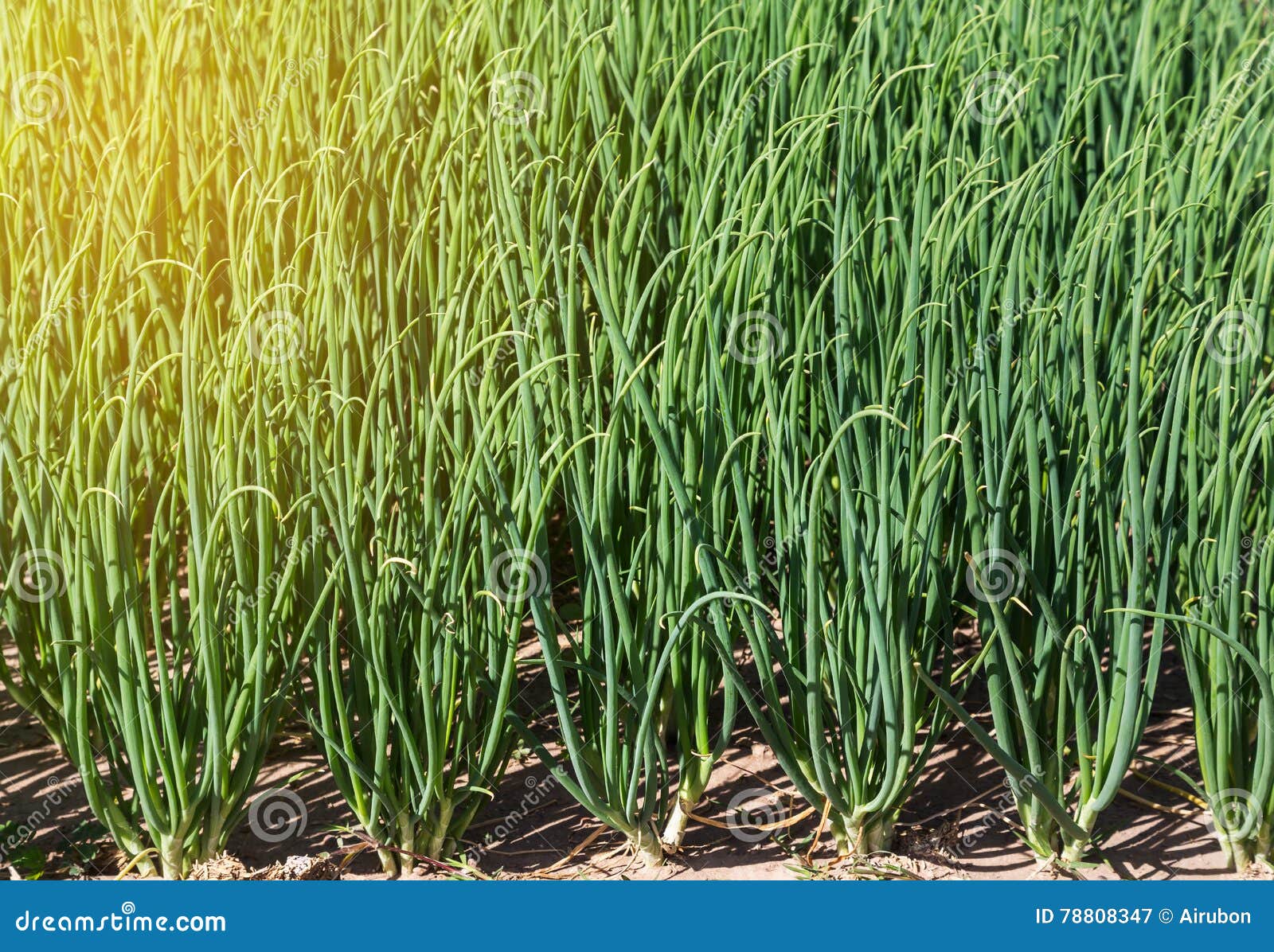 Green Young Leaves Spring Onion Plants Stock Image - Image of cultivate ...