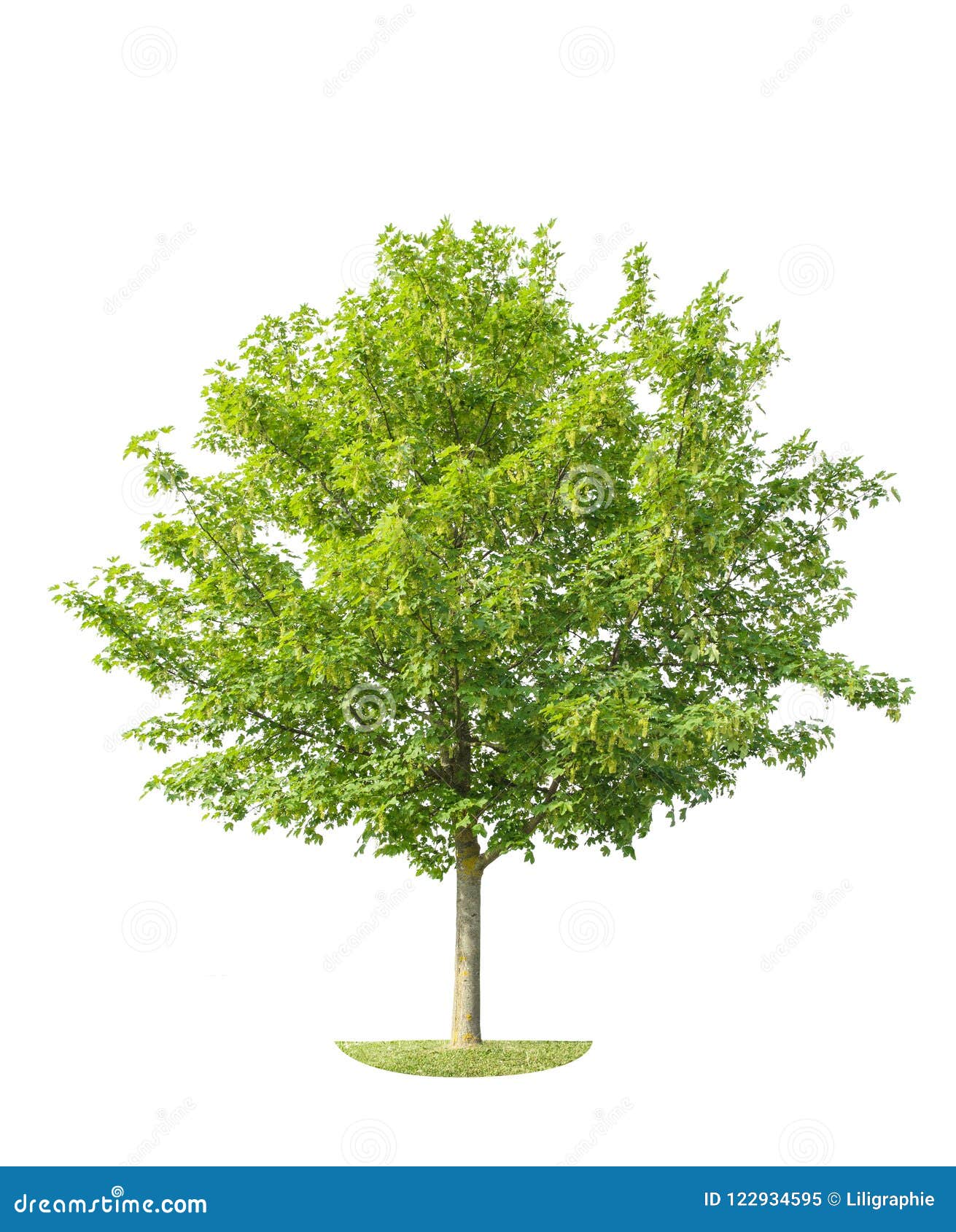 Green Young Maple Tree Isolated White Background Stock Image - Image of ...