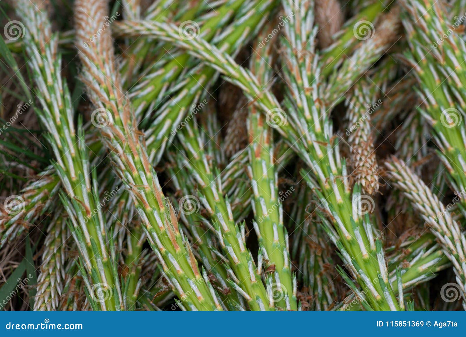 Green Young Pine Buds for Syrup Stock Image - Image of branch, green ...