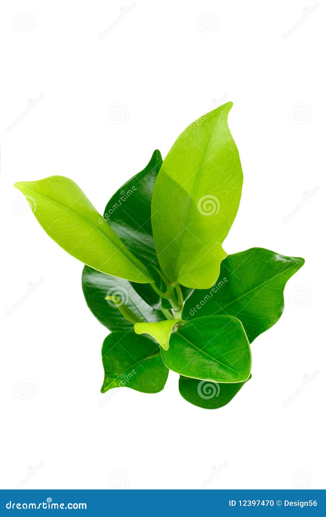 Green Young Leaves Of Tropical Plant, Dita, Shaitan Wood, Devil Tree ...