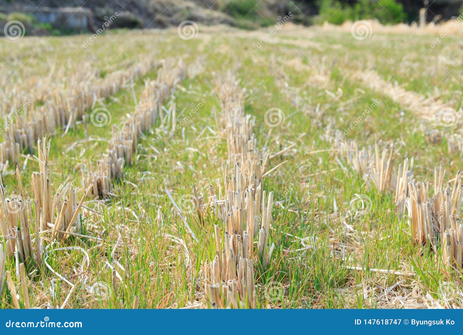 Green Young Plants Sprout in Rice Paddy Field Stock Image - Image of ...
