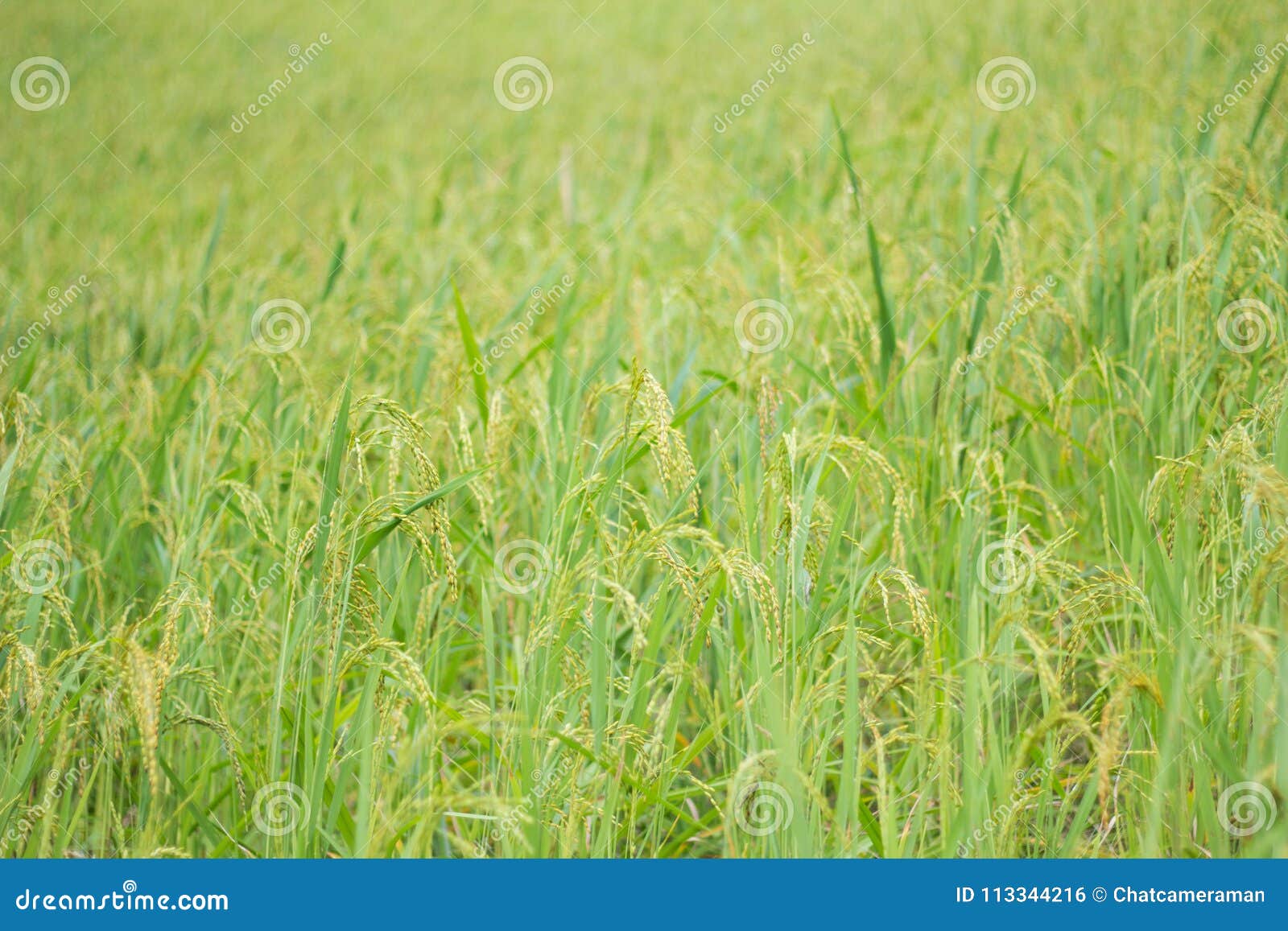 Young rice in farm stock photo. Image of outdoor, plant - 113344216