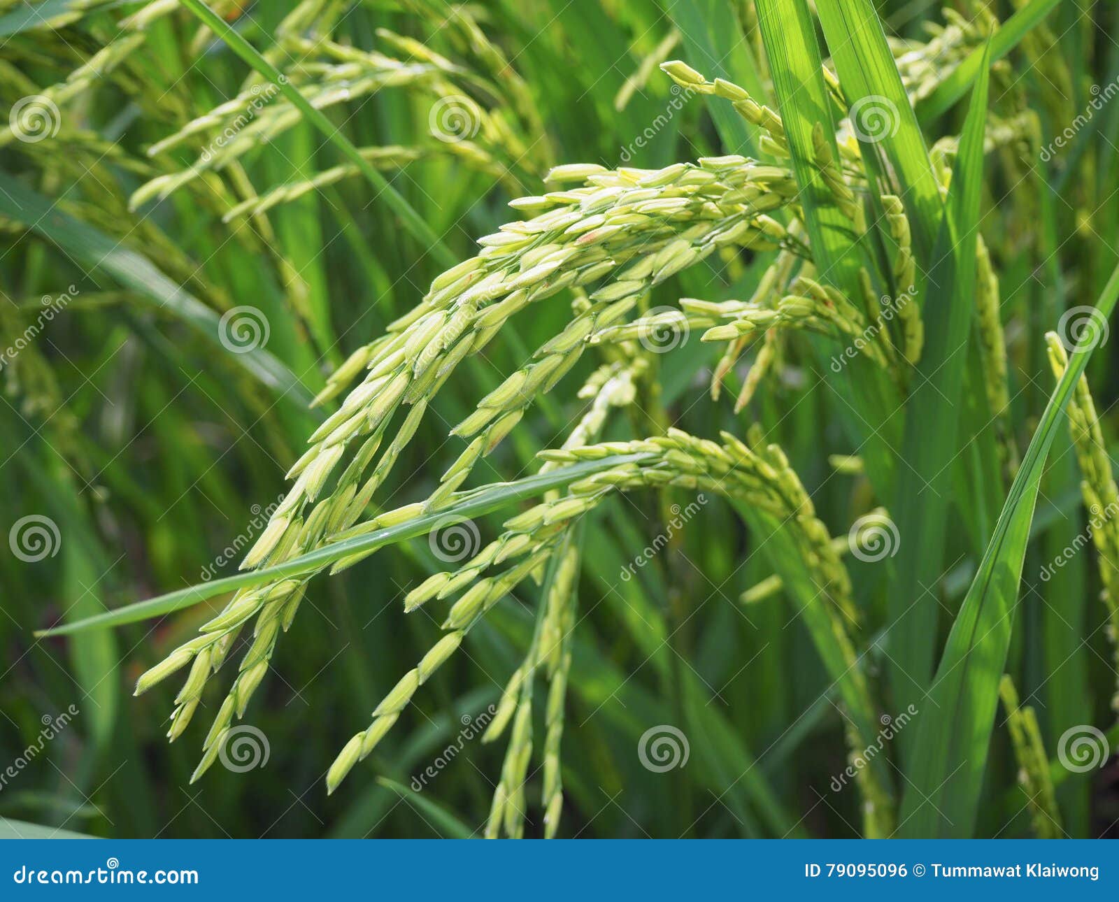 Green Young Rice (Oryza Sativa) in the Rice Field Stock Photo - Image ...