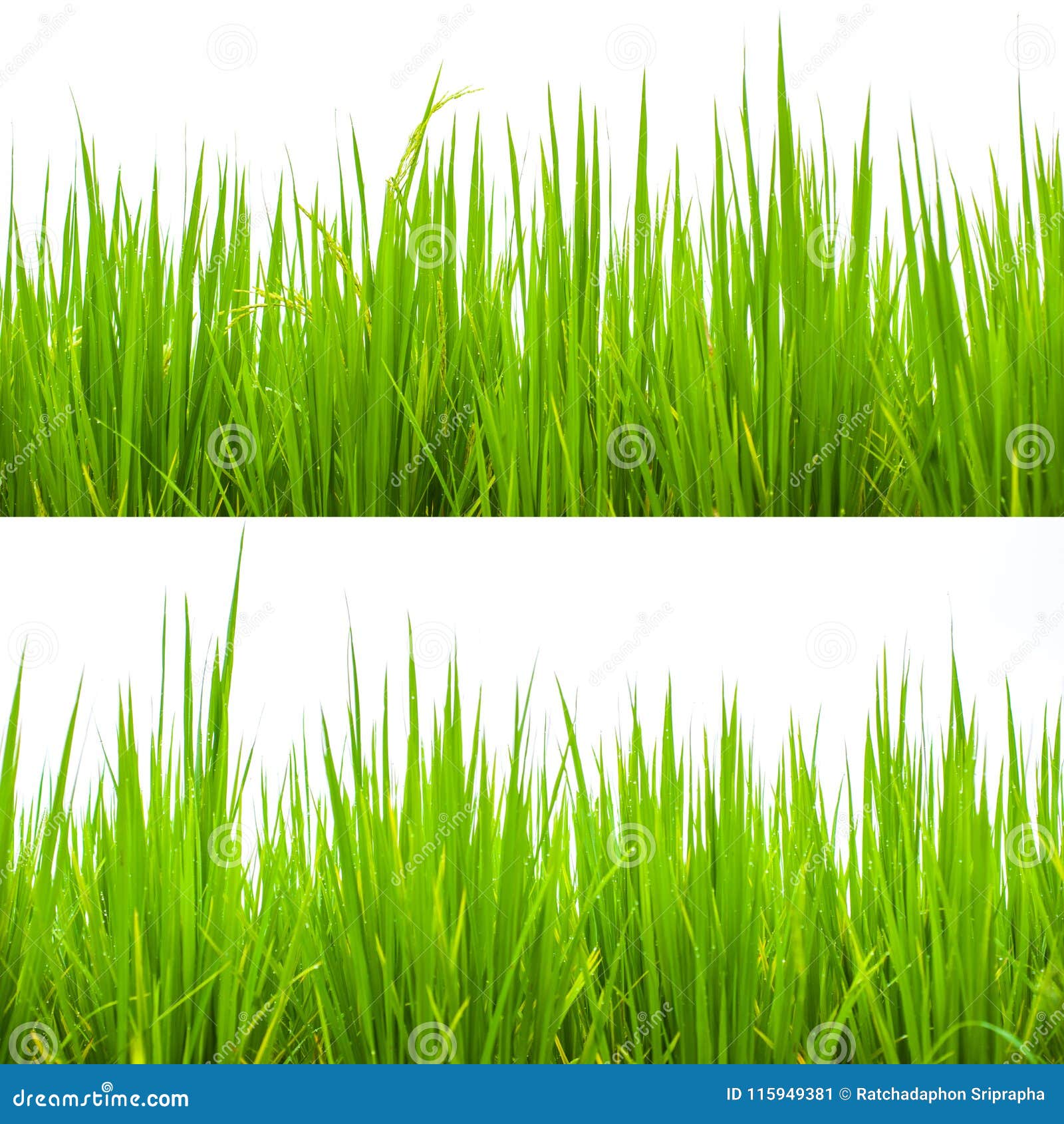 Green Young Rice Plant Isolate on White Background Stock Image - Image ...