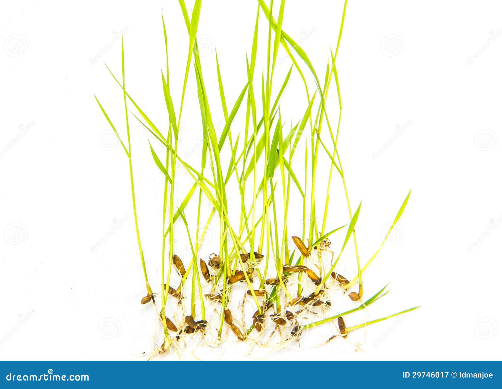 Young rice plant stock image. Image of garden, nature - 29746017