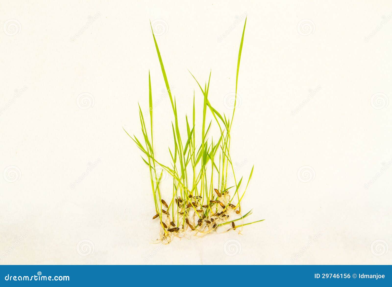 Young rice plant stock photo. Image of food, grain, gold - 29746156