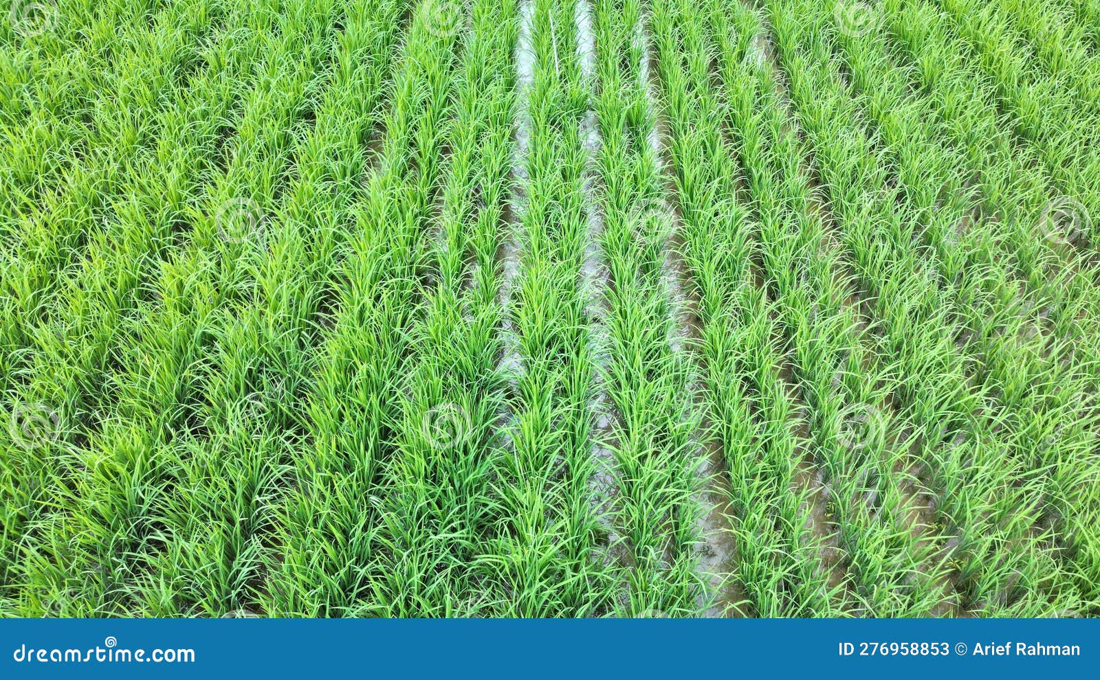 Green and Young Rice Plants Stock Image - Image of green, paddy: 276958853