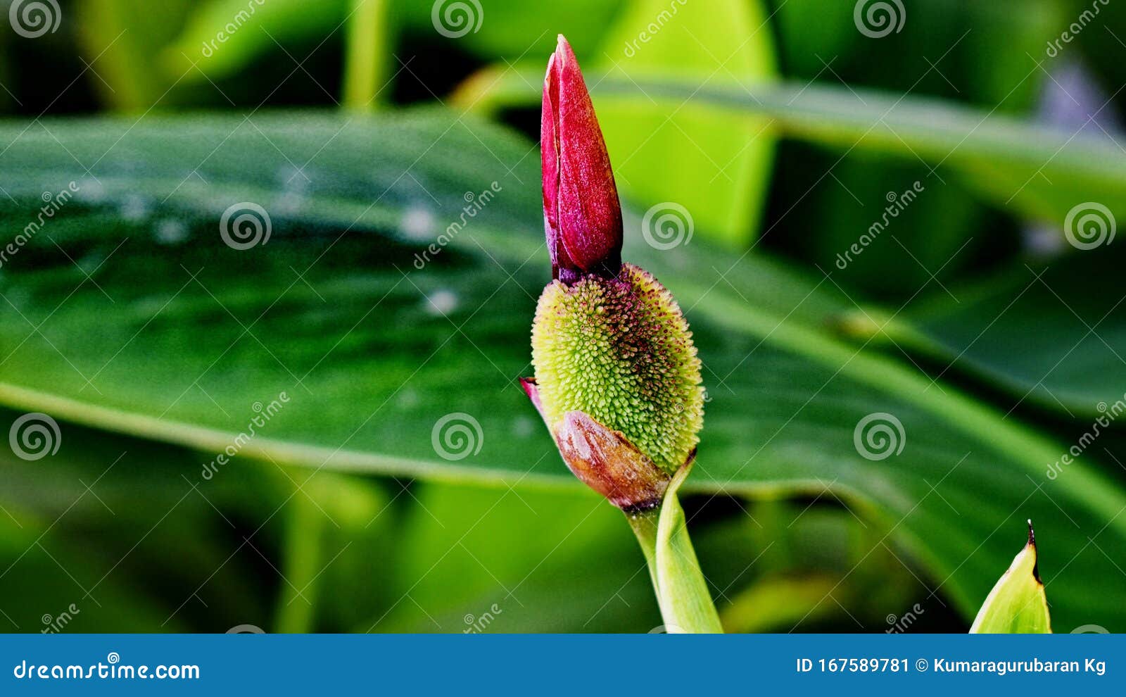 Green young sharp flower stock image. Image of flower - 167589781