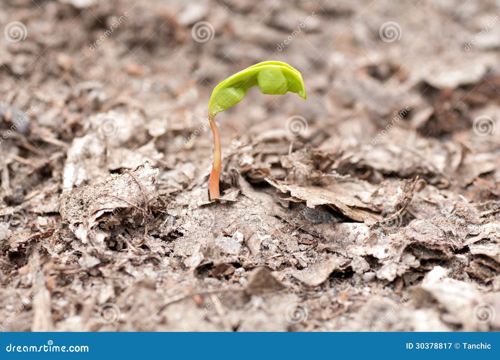 Green Young Shoots Maple Breaking through Stock Image - Image of ...