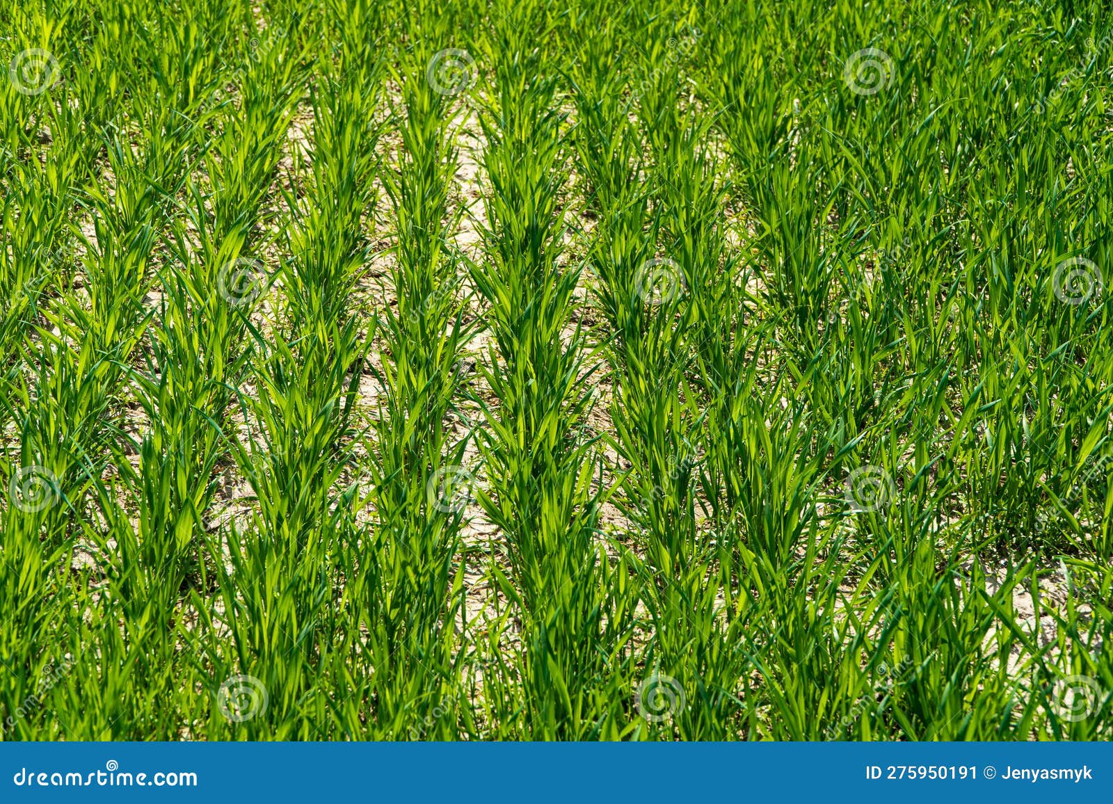 Green Young Shoots of Wheat and Barley Crops. Beautiful Even Rows Wheat ...