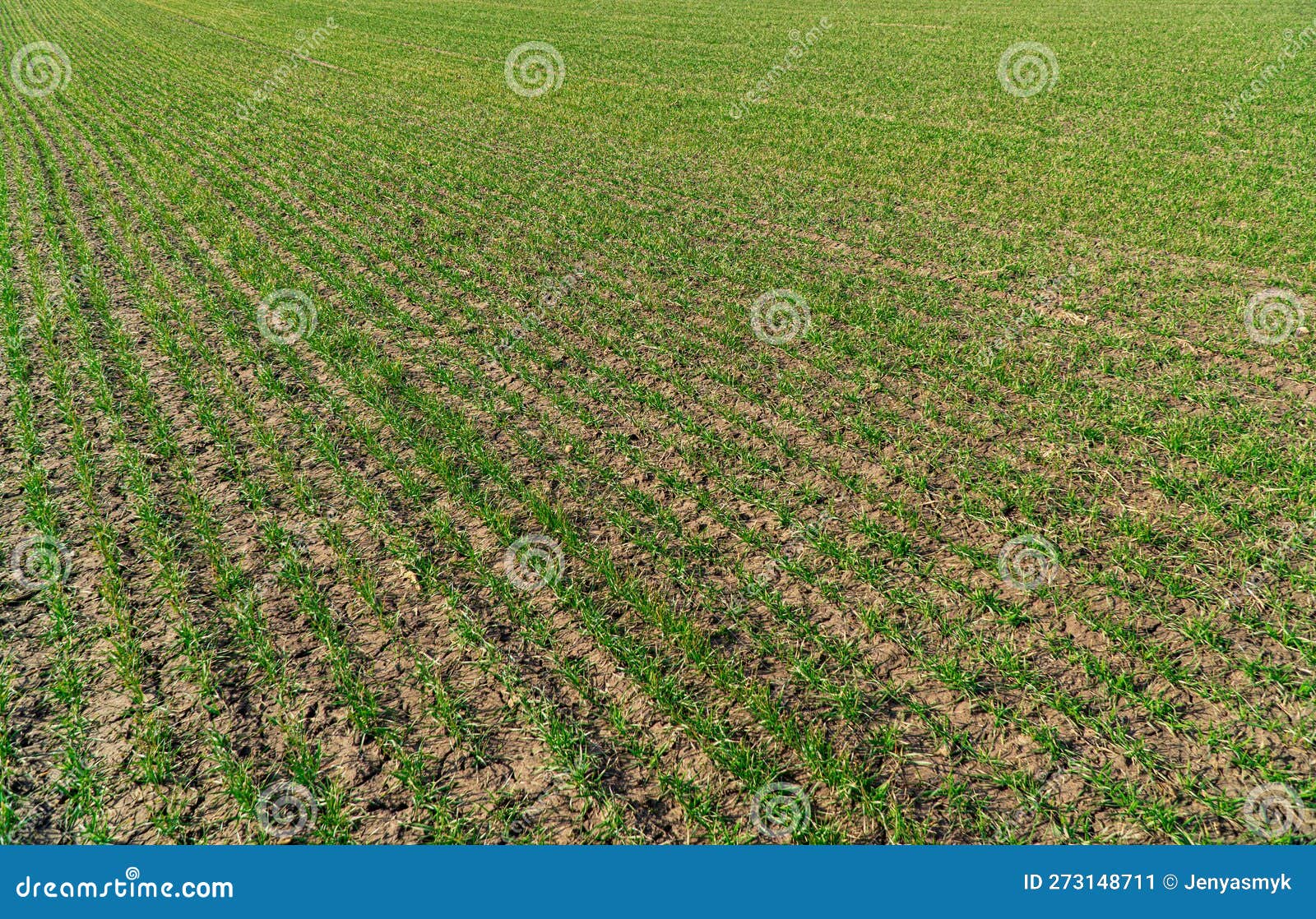 Green Young Shoots of Wheat and Barley Crops in Even Rows Stock Image ...