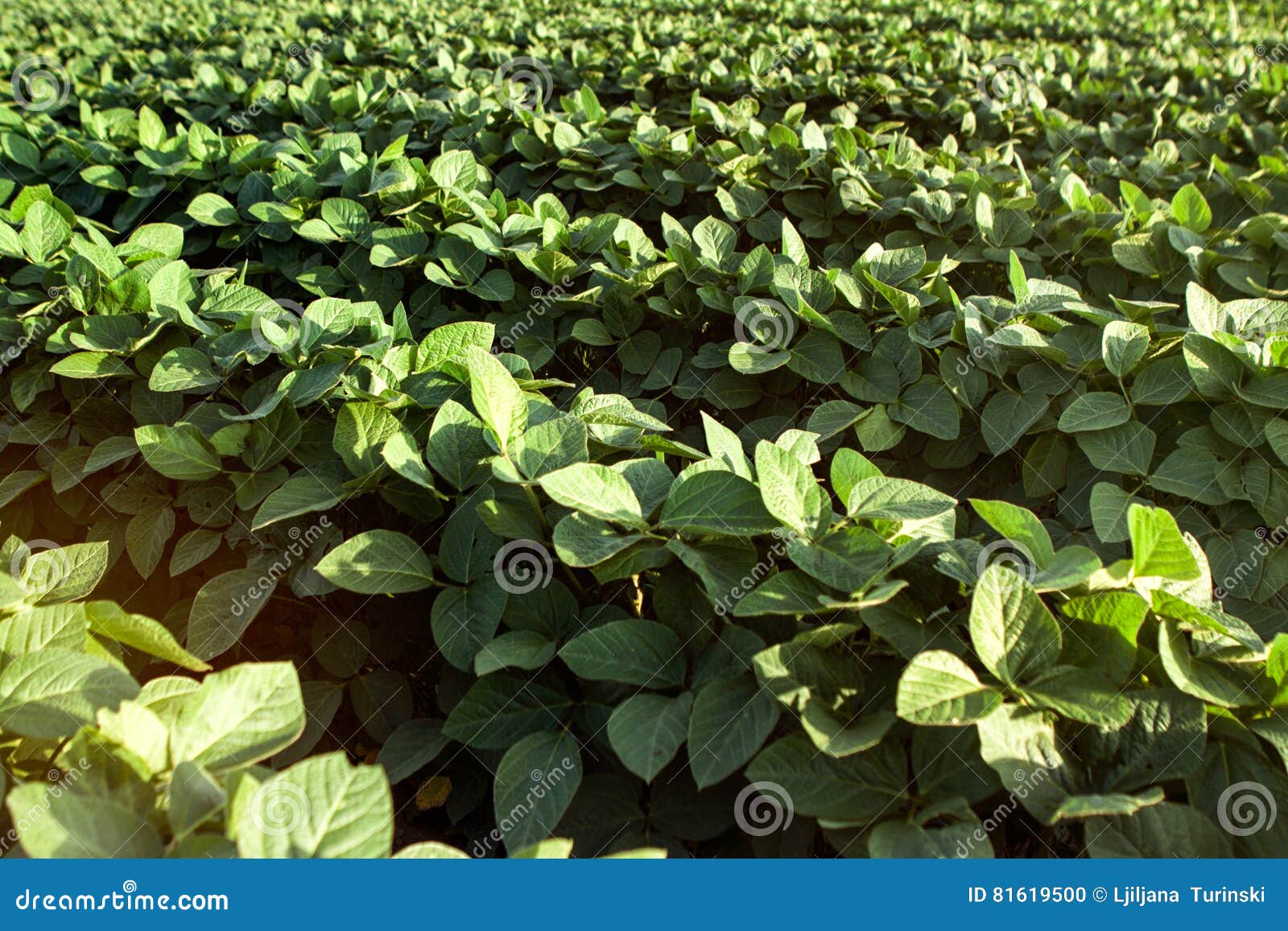 Green young soybean field stock photo. Image of healthy - 81619500