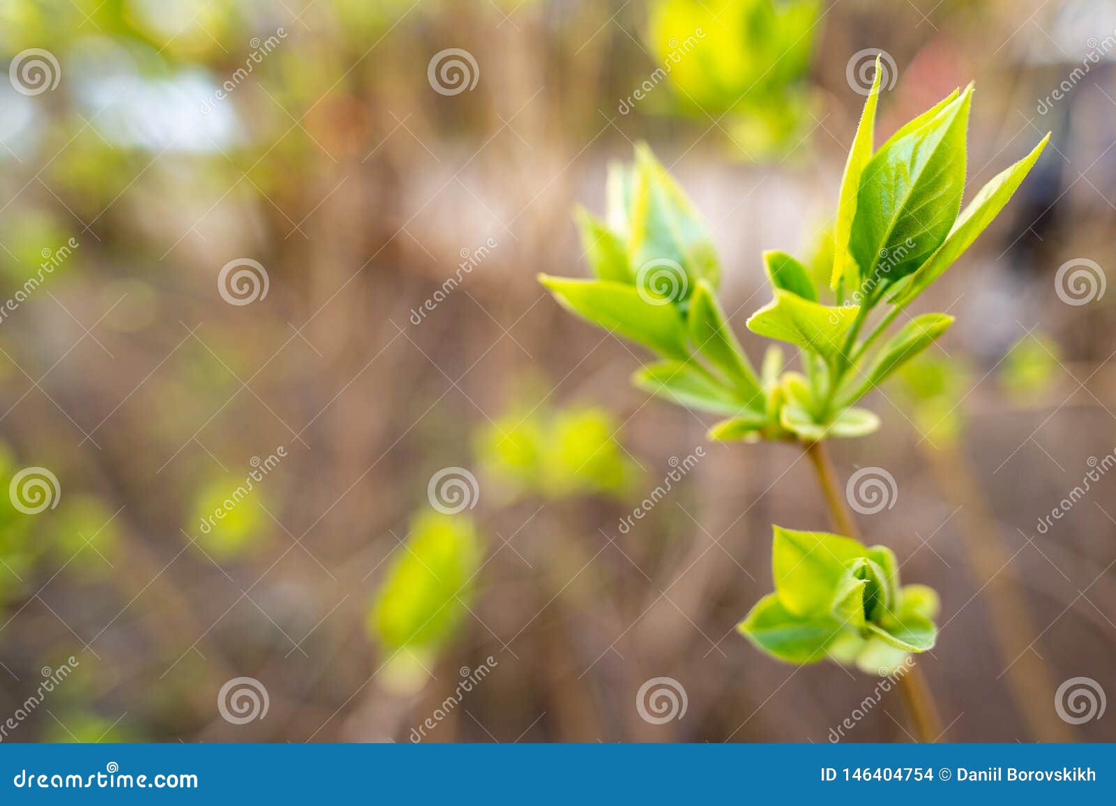 Green young spring leaf stock photo. Image of park, landscape - 146404754