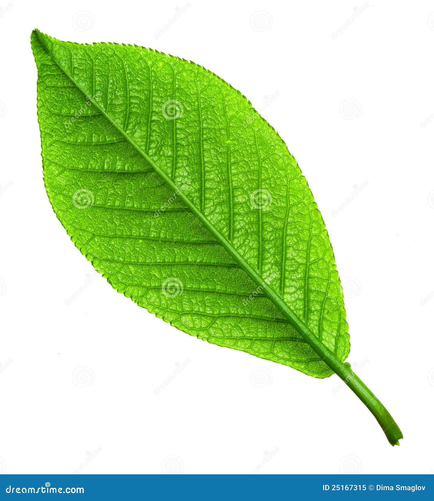 Green Young Spring Leaf Isolated Stock Image - Image of foliage ...