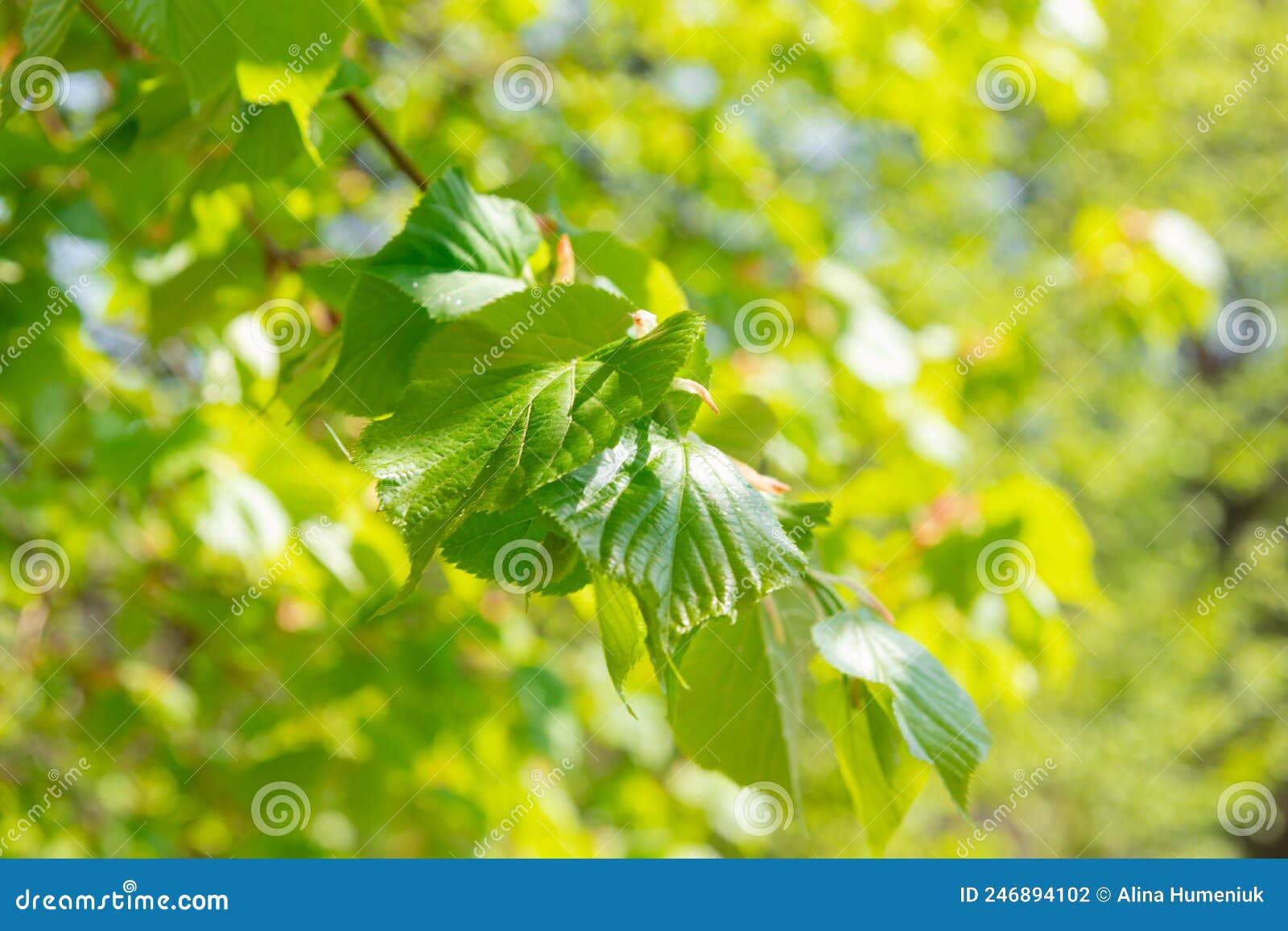 Green Young Spring Leaves from a Linden Tree. Variable Focus Stock ...