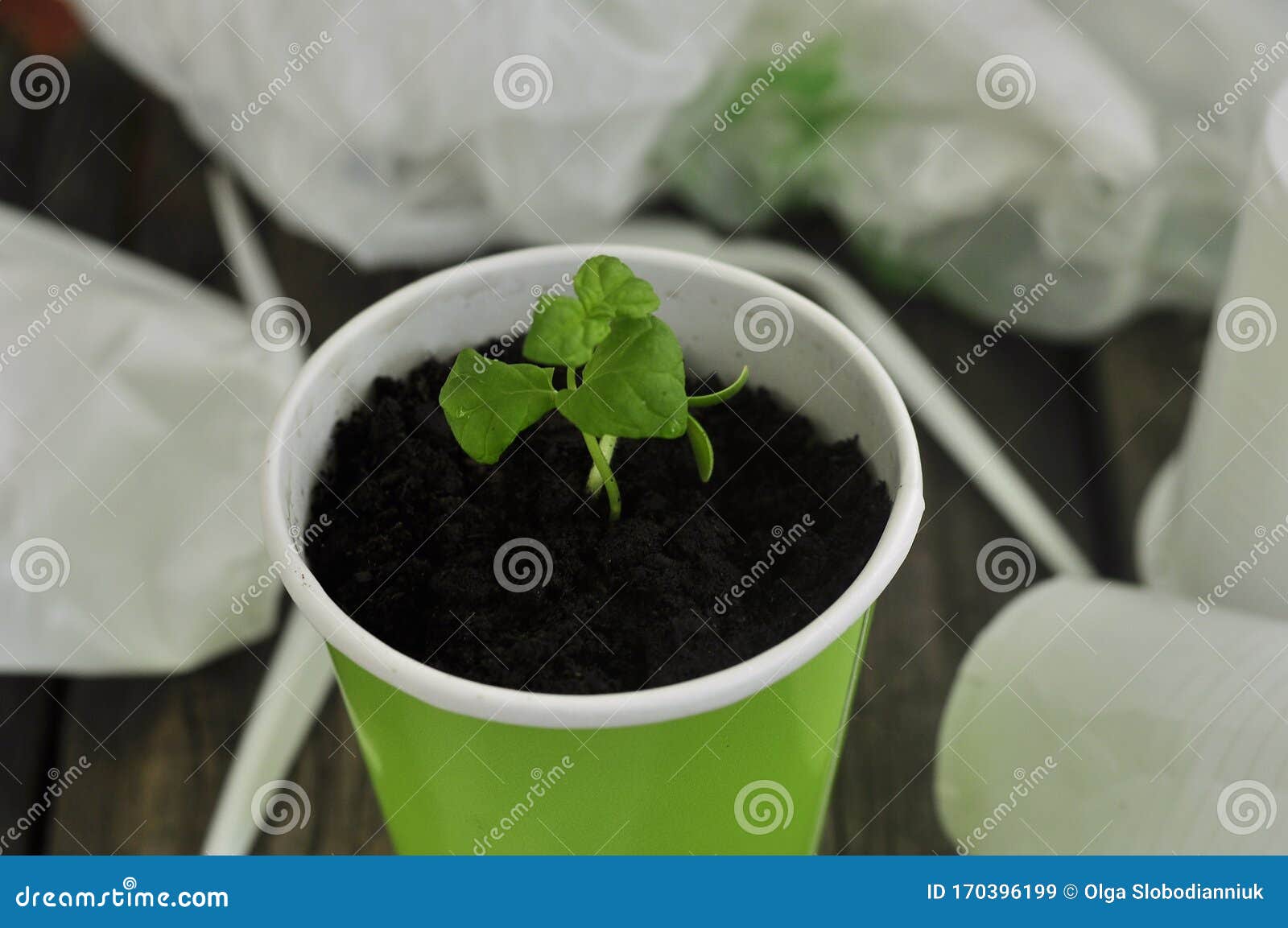 Green Young Sprout in a Paper Cup, Around Plastic Garbage.the Concept ...