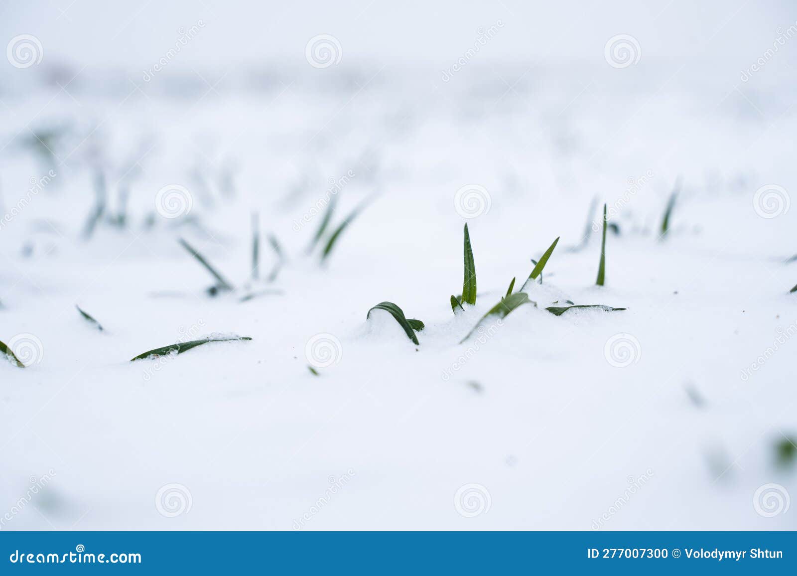Green Young Sprouts of Wheat, Barley, Rye Under the Layer of Fresh Snow ...