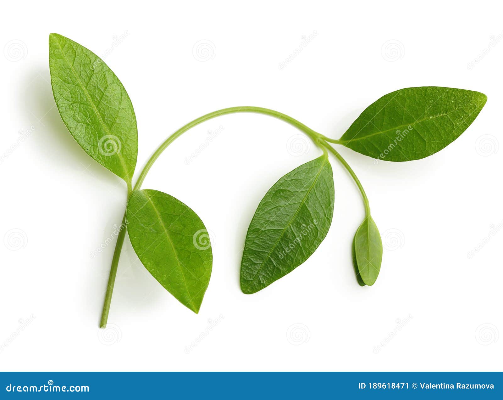 Green Young Stem with Leaves Isolated Stock Image - Image of plant ...