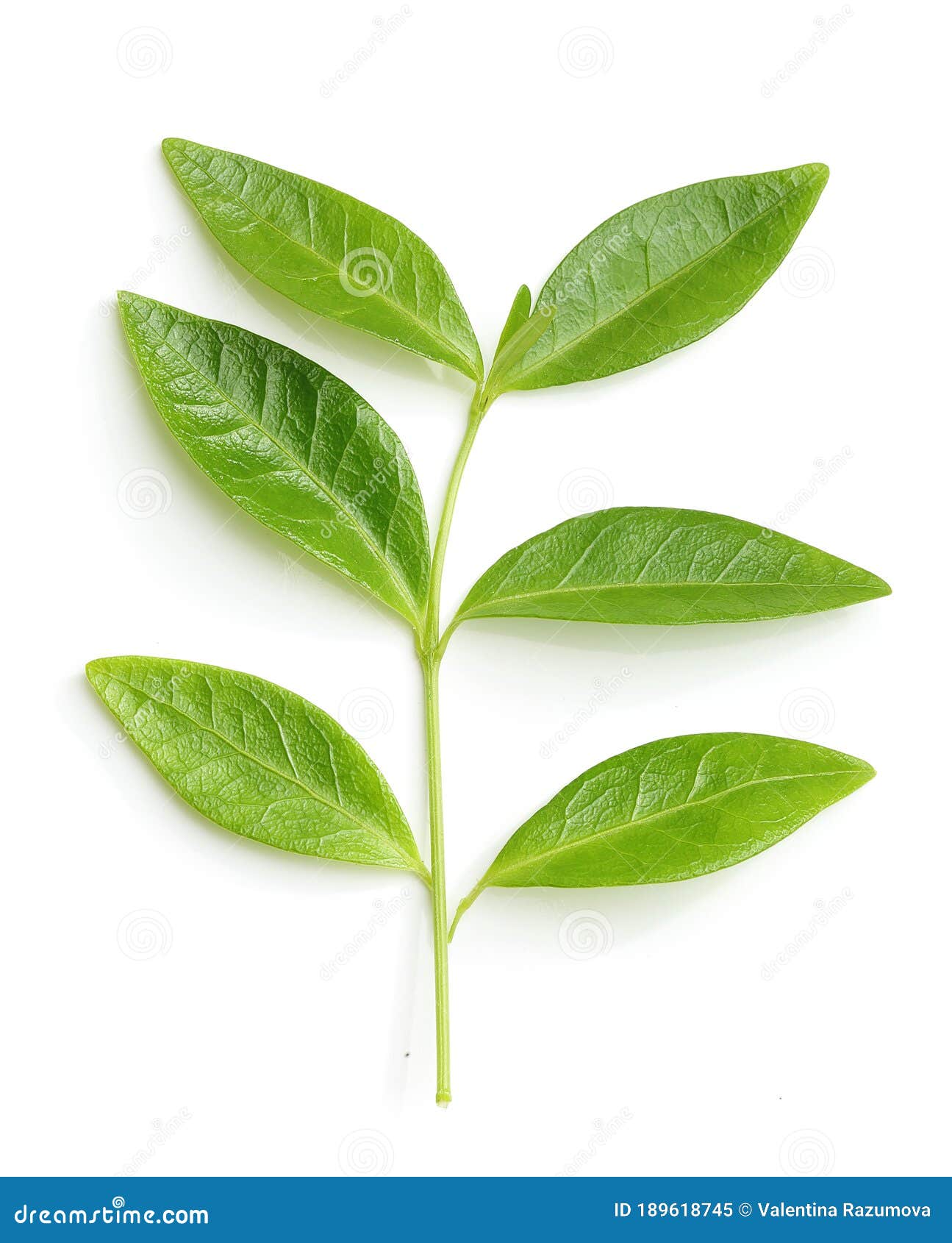 Green Young Stem with Leaves Isolated Stock Image - Image of plant ...