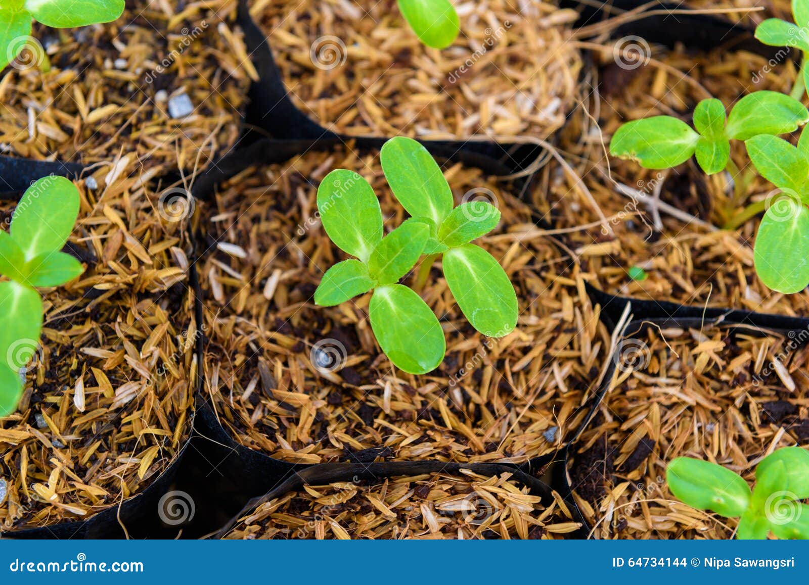 Green Young Sunflower Sprout Stock Photo - Image of green, plant: 64734144