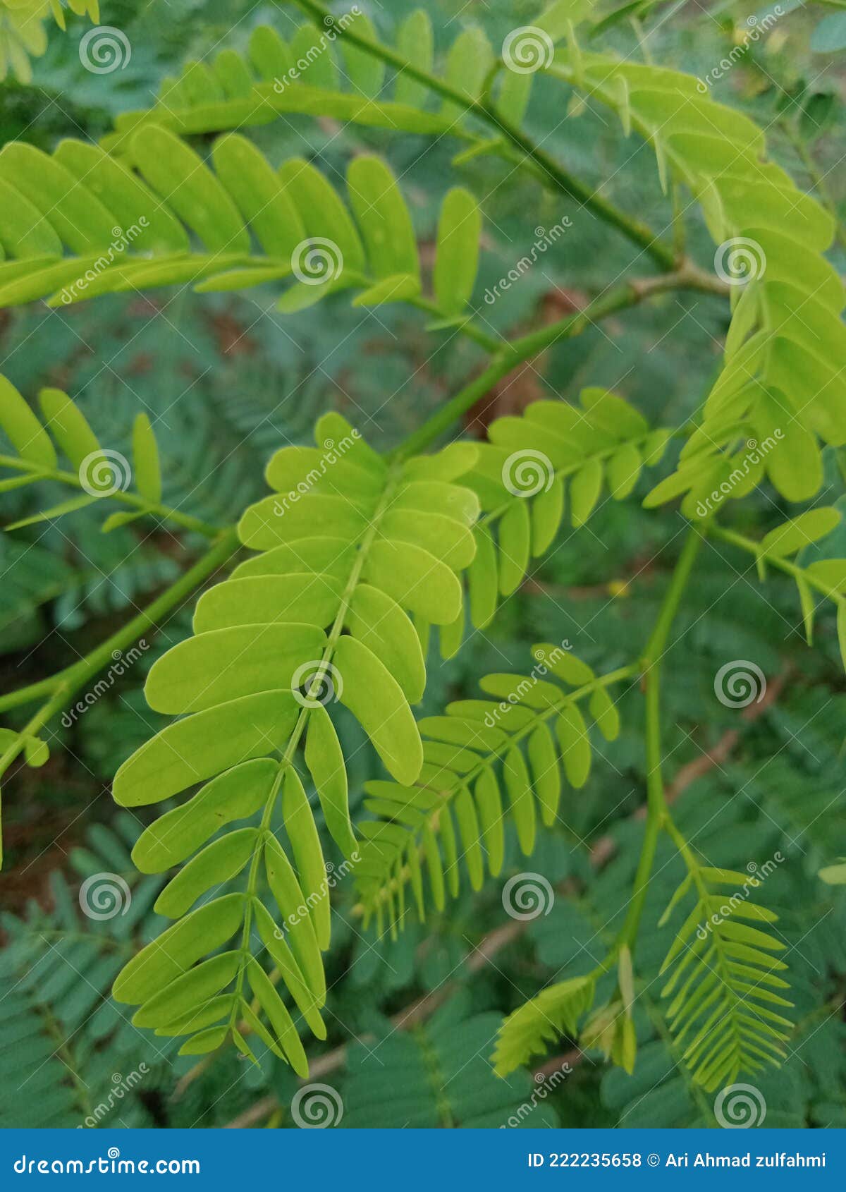 Green young tamarin leaf stock photo. Image of plant - 222235658