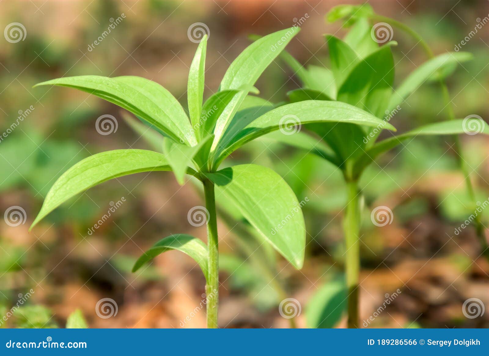 Green Young Tea Tree Leaves, Spring Greens Stock Photo - Image of plant ...