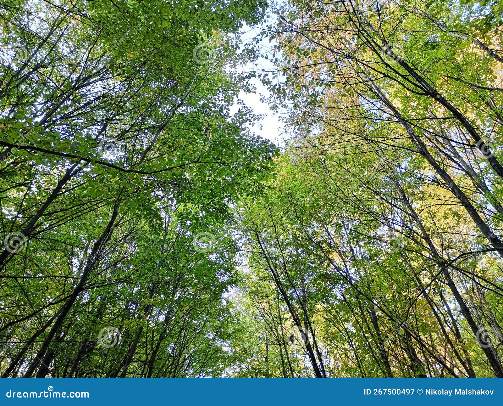 Green Young Trees in a Dense Forest. the Tops of the Trees are Covered ...