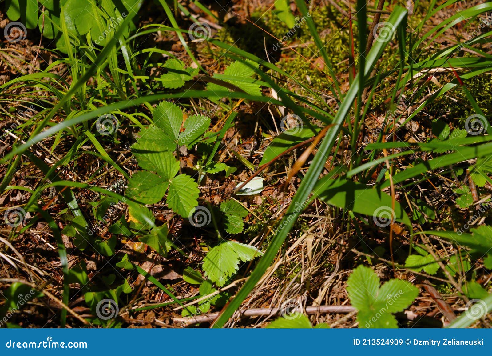 Green Young Vegetation in the Forest in Spring Stock Image - Image of ...