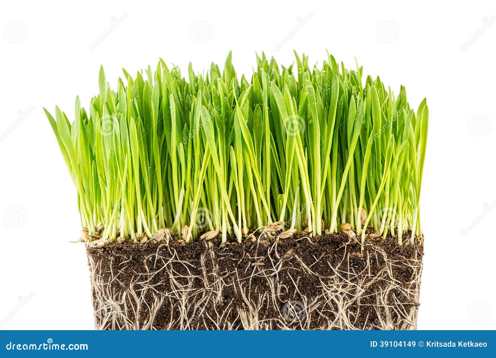 Green young wheat sprout stock image. Image of healthy - 39104149