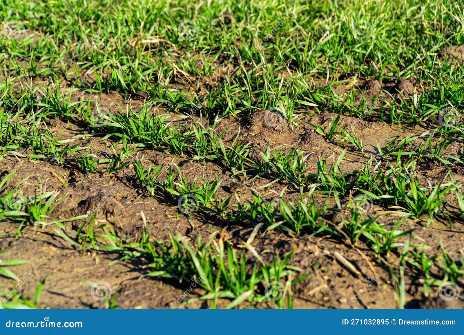Green Young Wheat Sprouted on the Field in the Bright Sun. Sprouts of ...