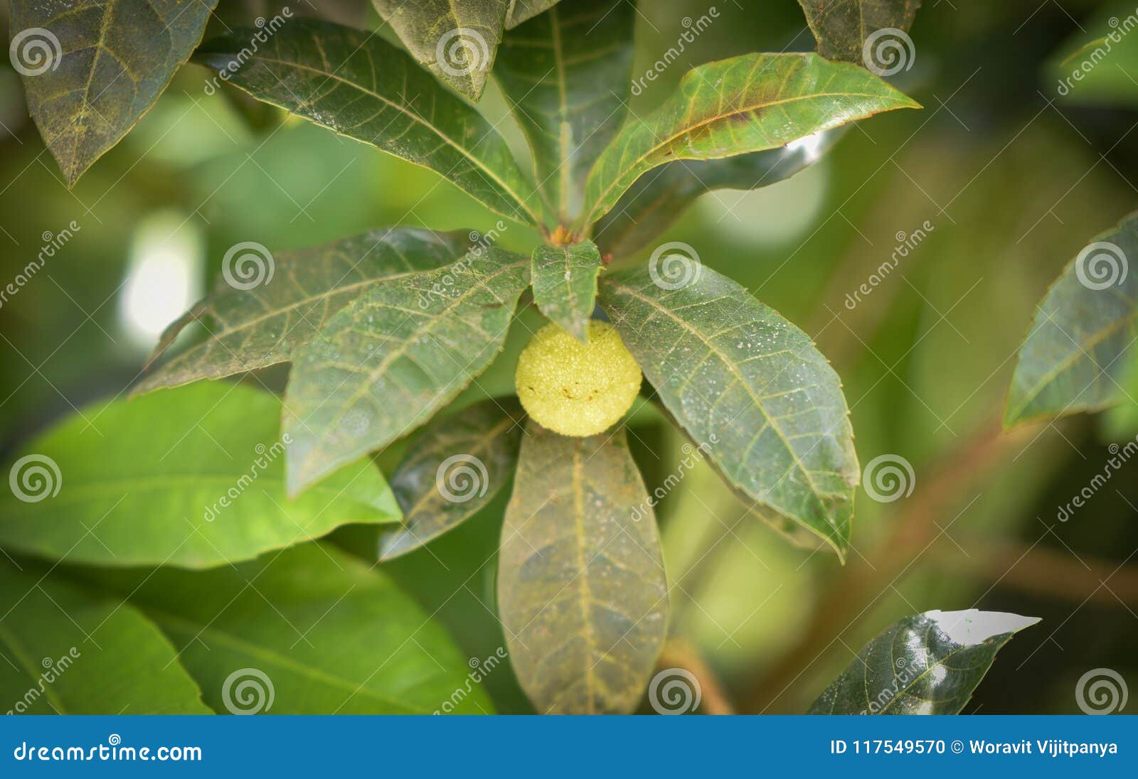 Yumberry stock photo. Image of leaf, china, gourmet - 117549570