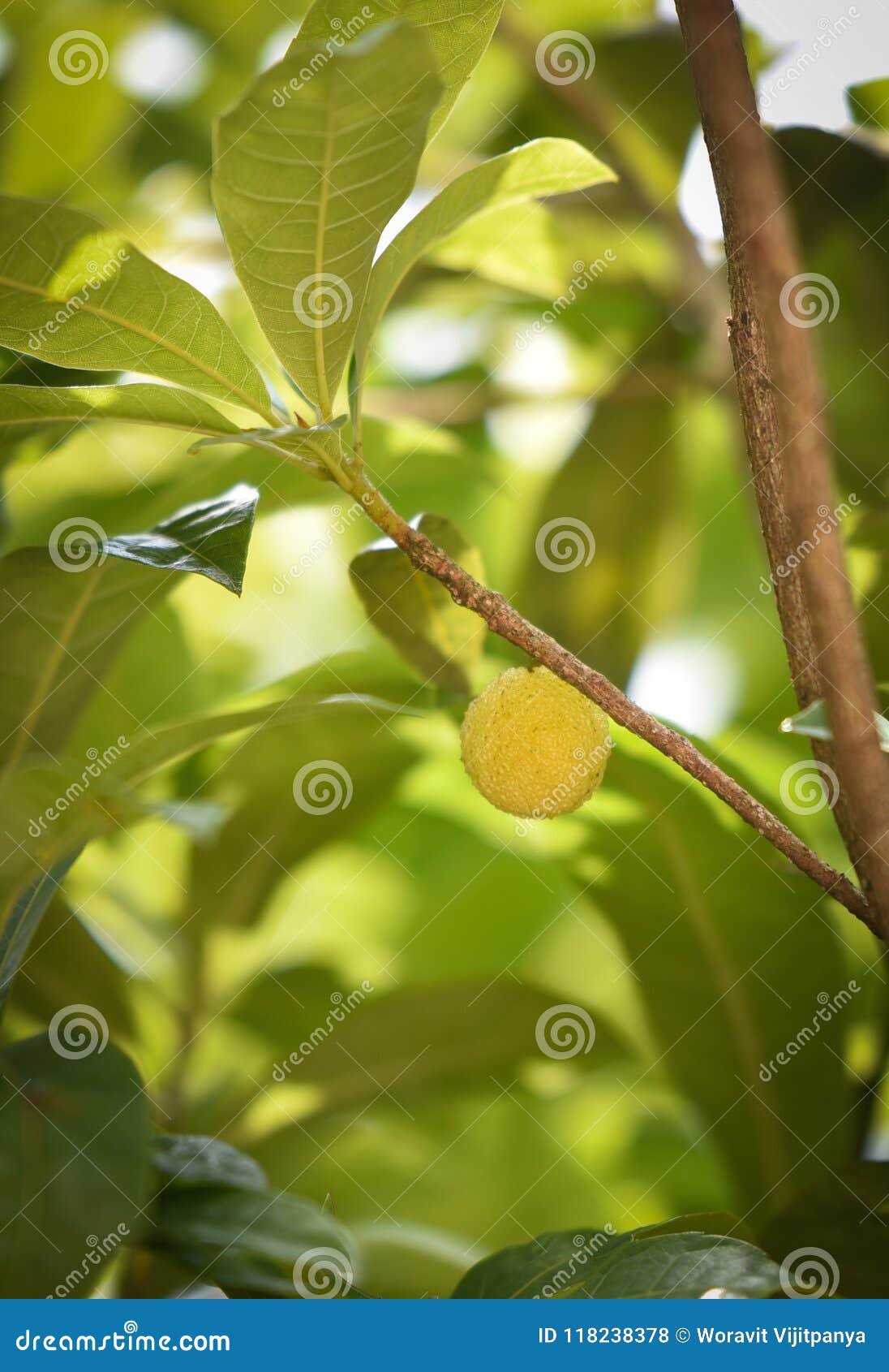 Yumberry stock photo. Image of china, bayberry, food - 118238378