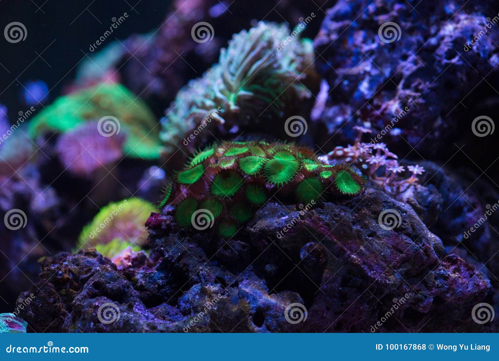 Green zoa coral stock photo. Image of nature, reef, green - 100167868
