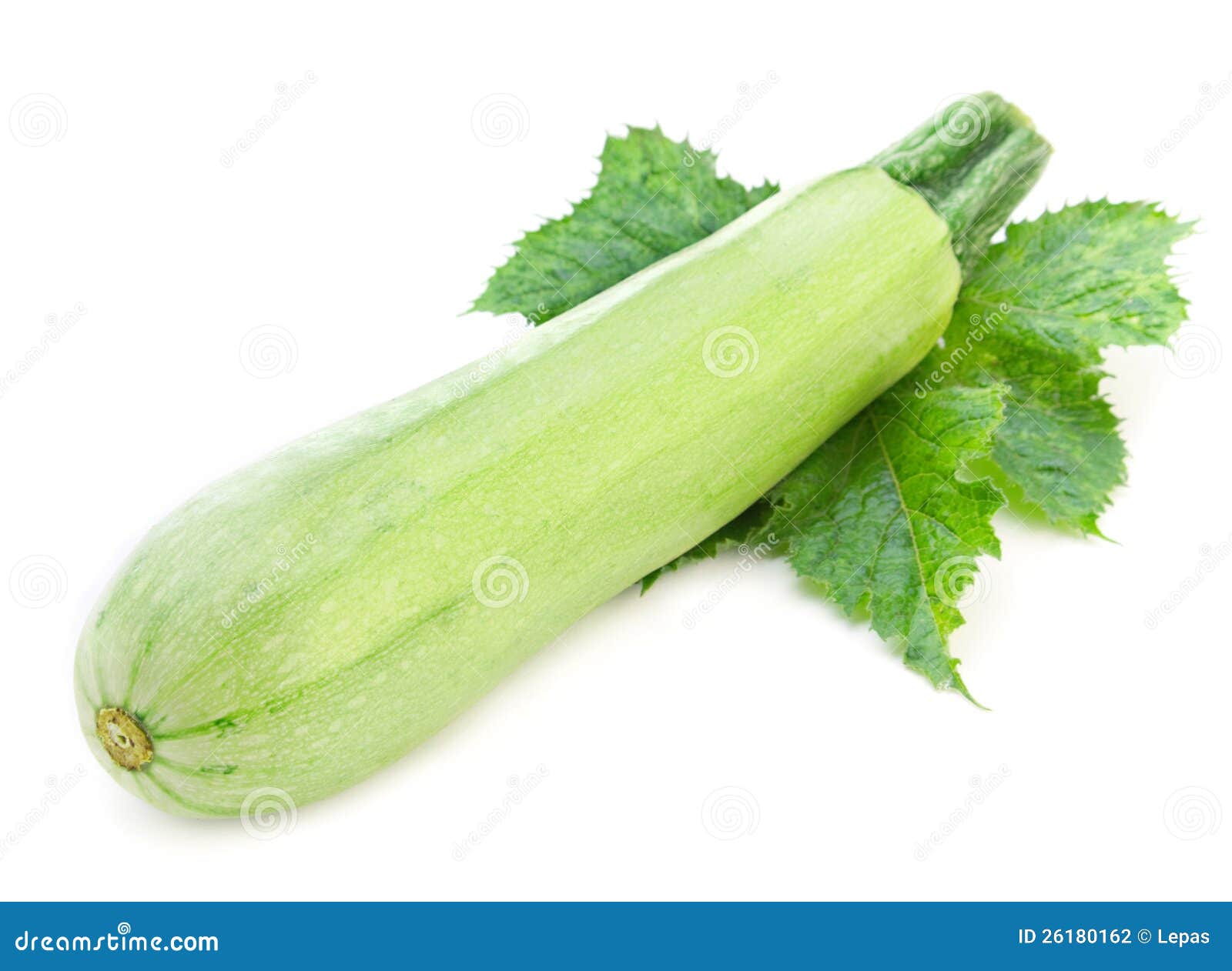 Green zucchini stock photo. Image of cutout, gourd, uncooked - 26180162