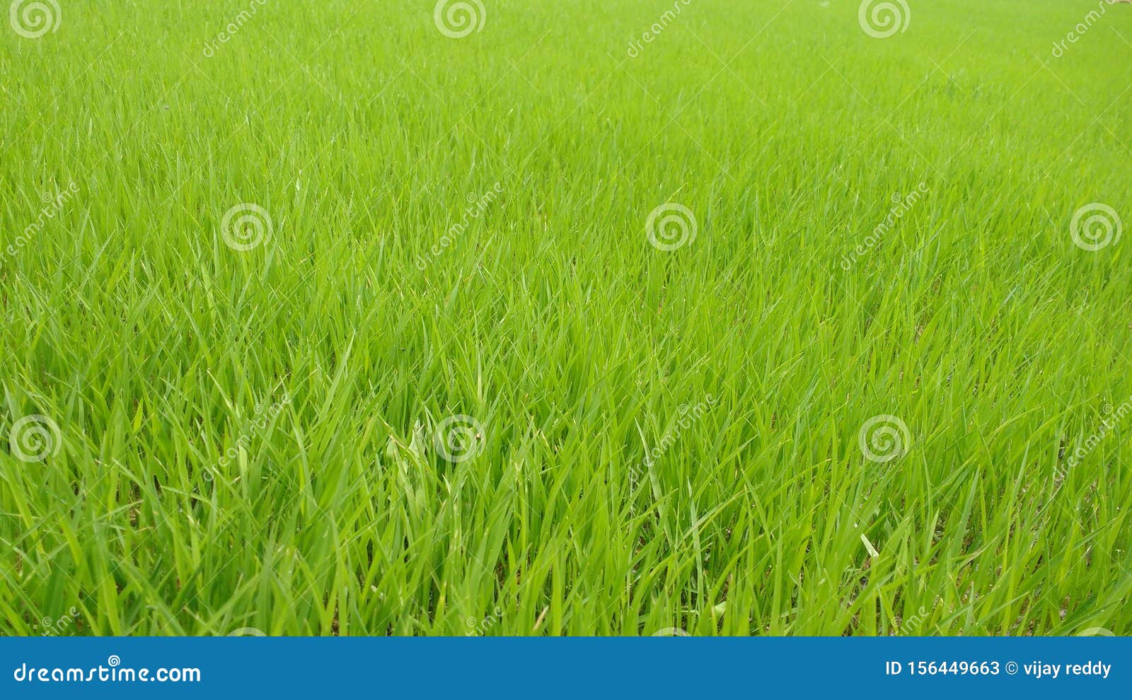 Greenary stock image. Image of water, grenery, greenery - 156449663