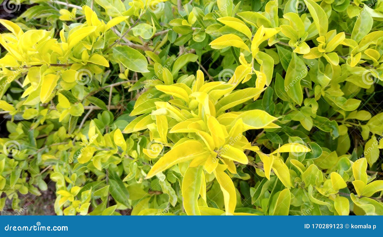 Greenary stock image. Image of greenary, bright, sunlight - 170289123