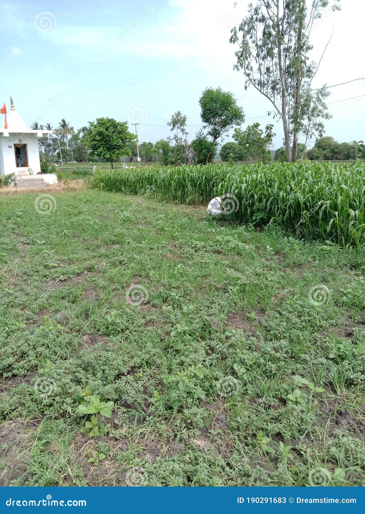 The Greenary Location of Village. Stock Image - Image of crop, meadow ...
